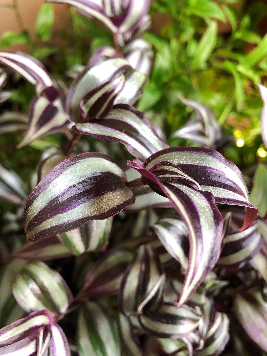 The Tradescantia Guide – Plant Detectives