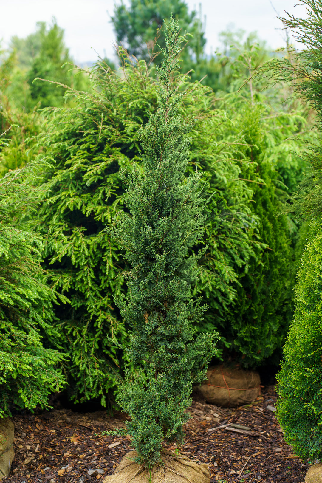 Trautman Chinese Juniper – Plant Detectives
