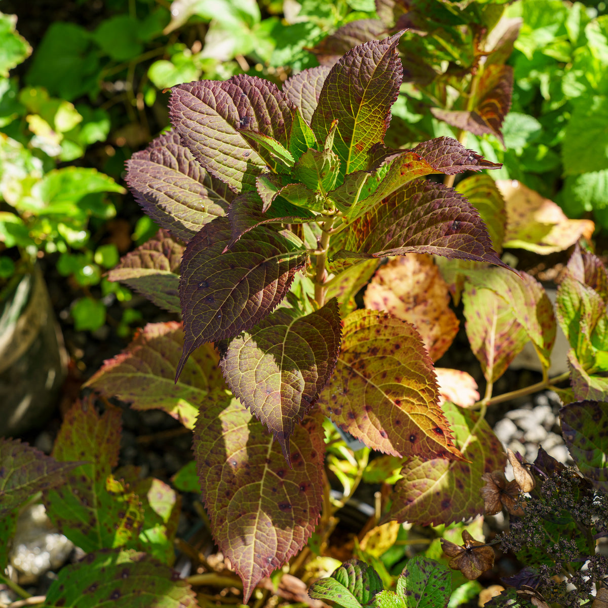 Tuff Stuff Ah Ha Mountain Hydrangea – Plant Detectives