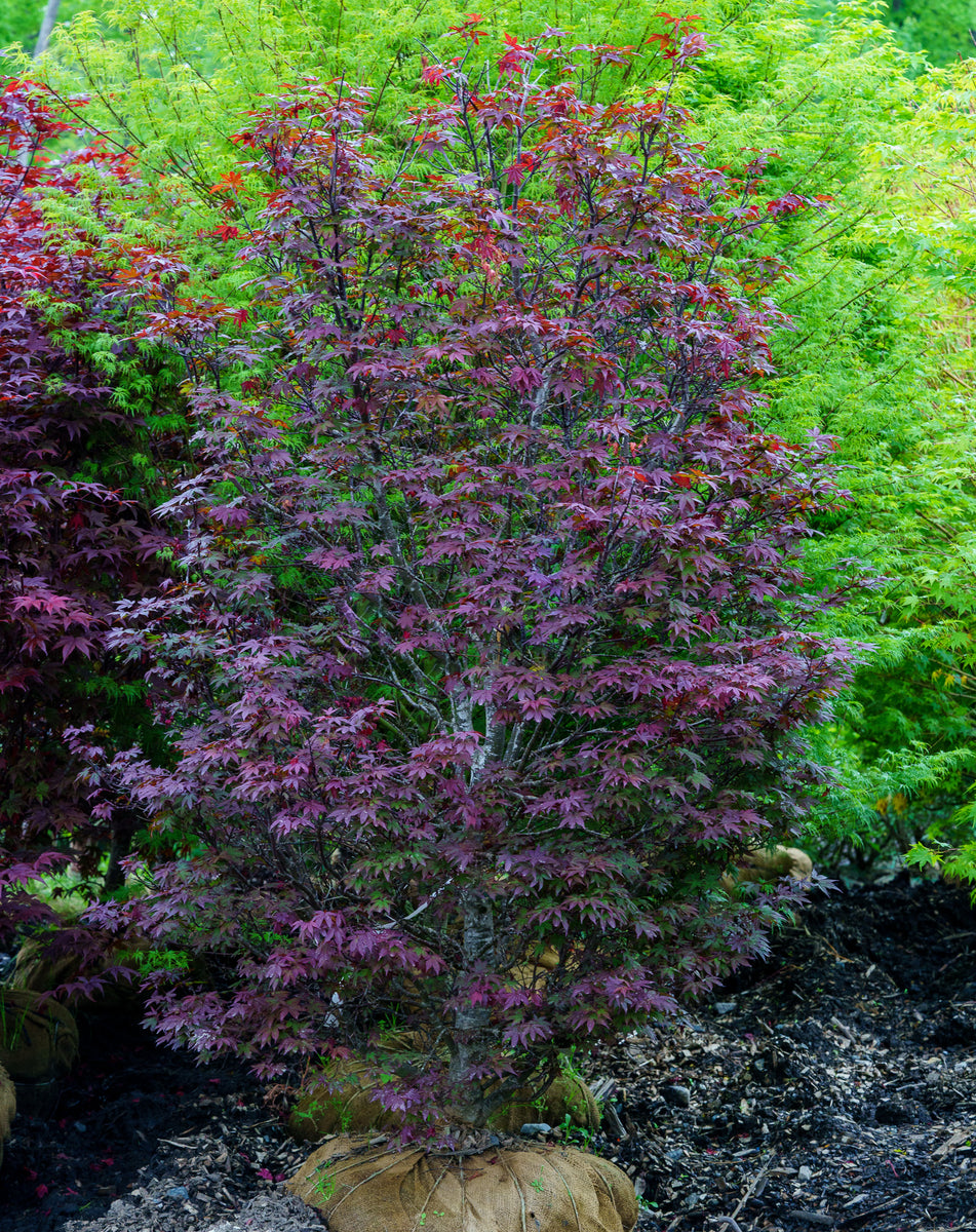 Twombly's Red Sentinel Japanese Maple – Plant Detectives