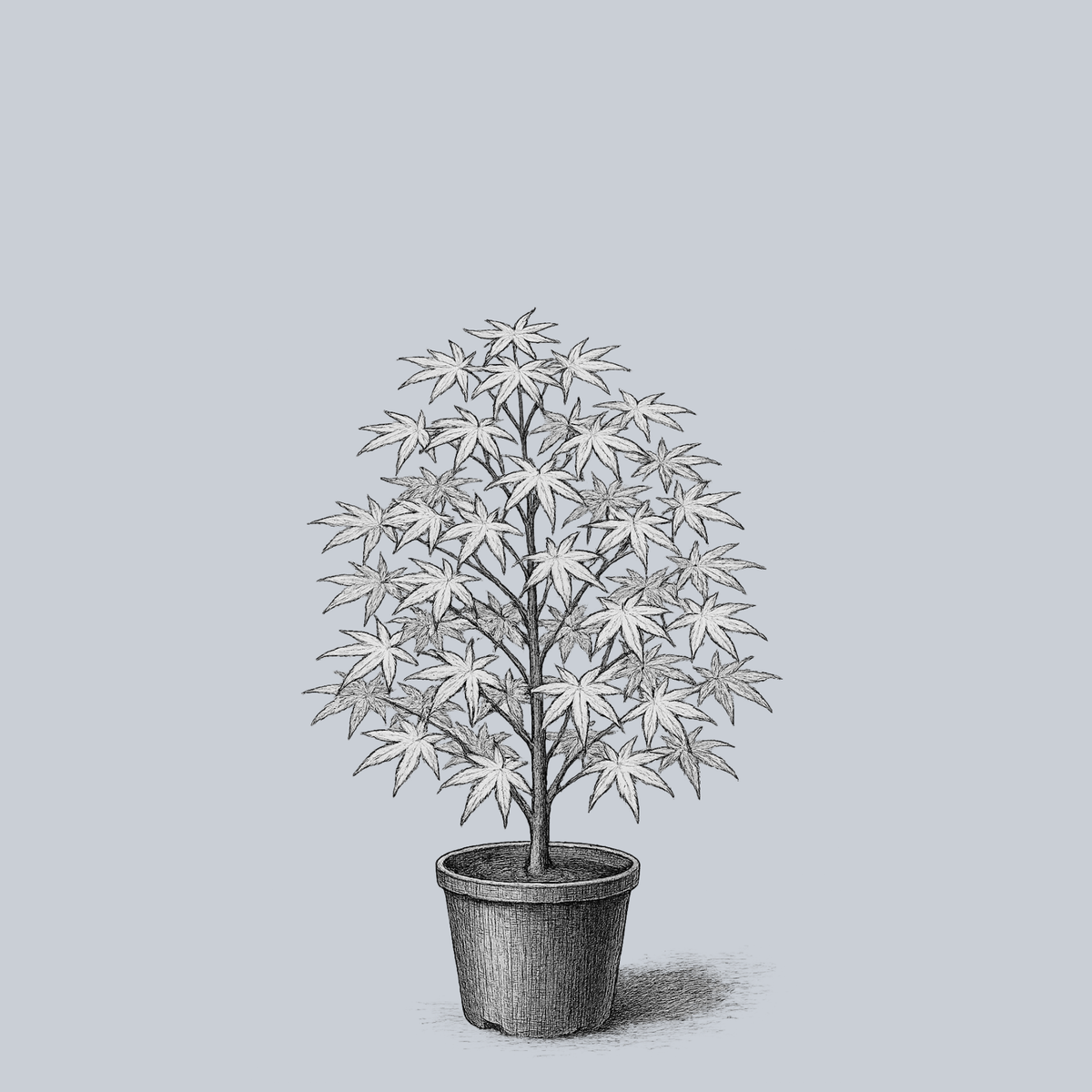 Ukigumo Japanese Maple – Plant Detectives
