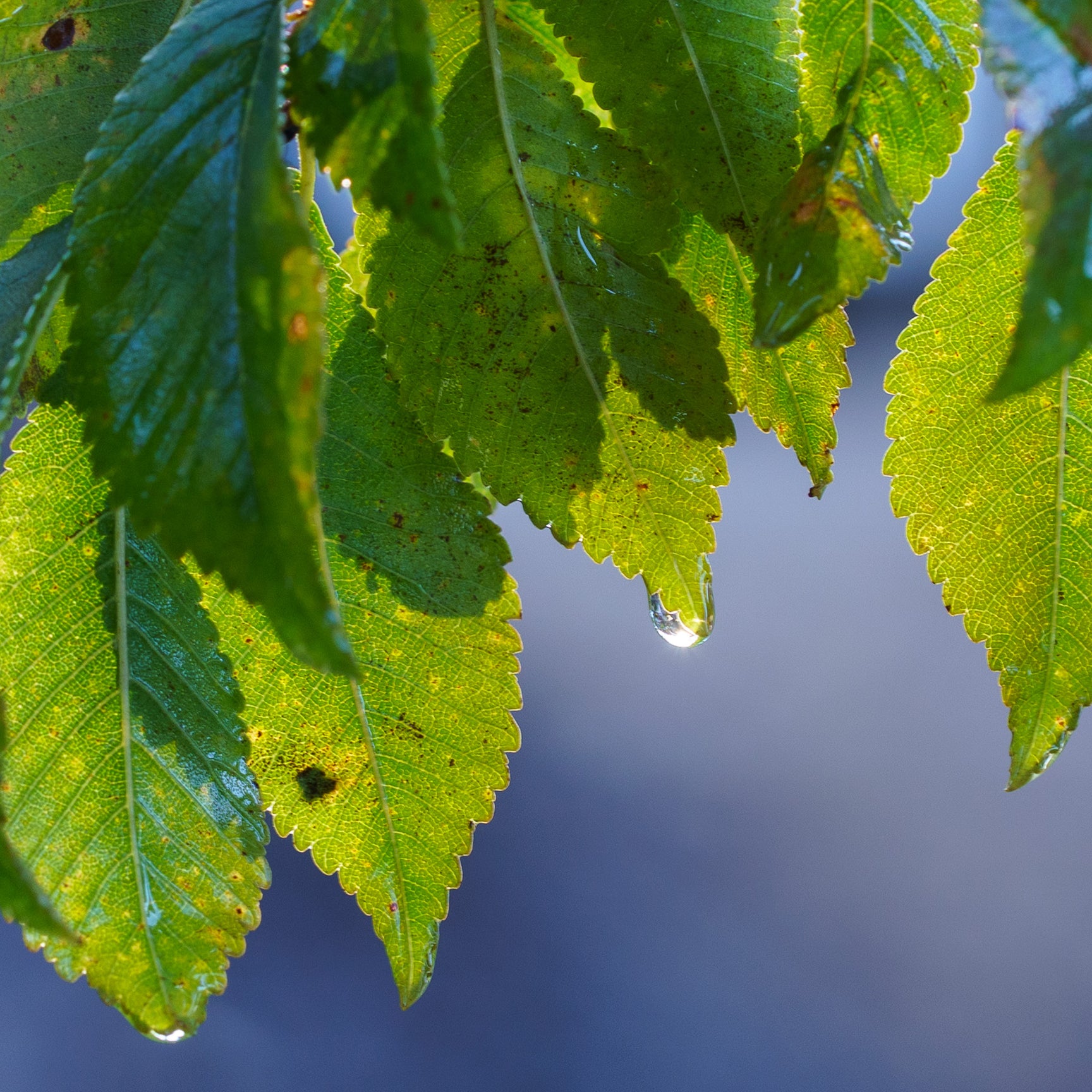The Elm Guide – Plant Detectives