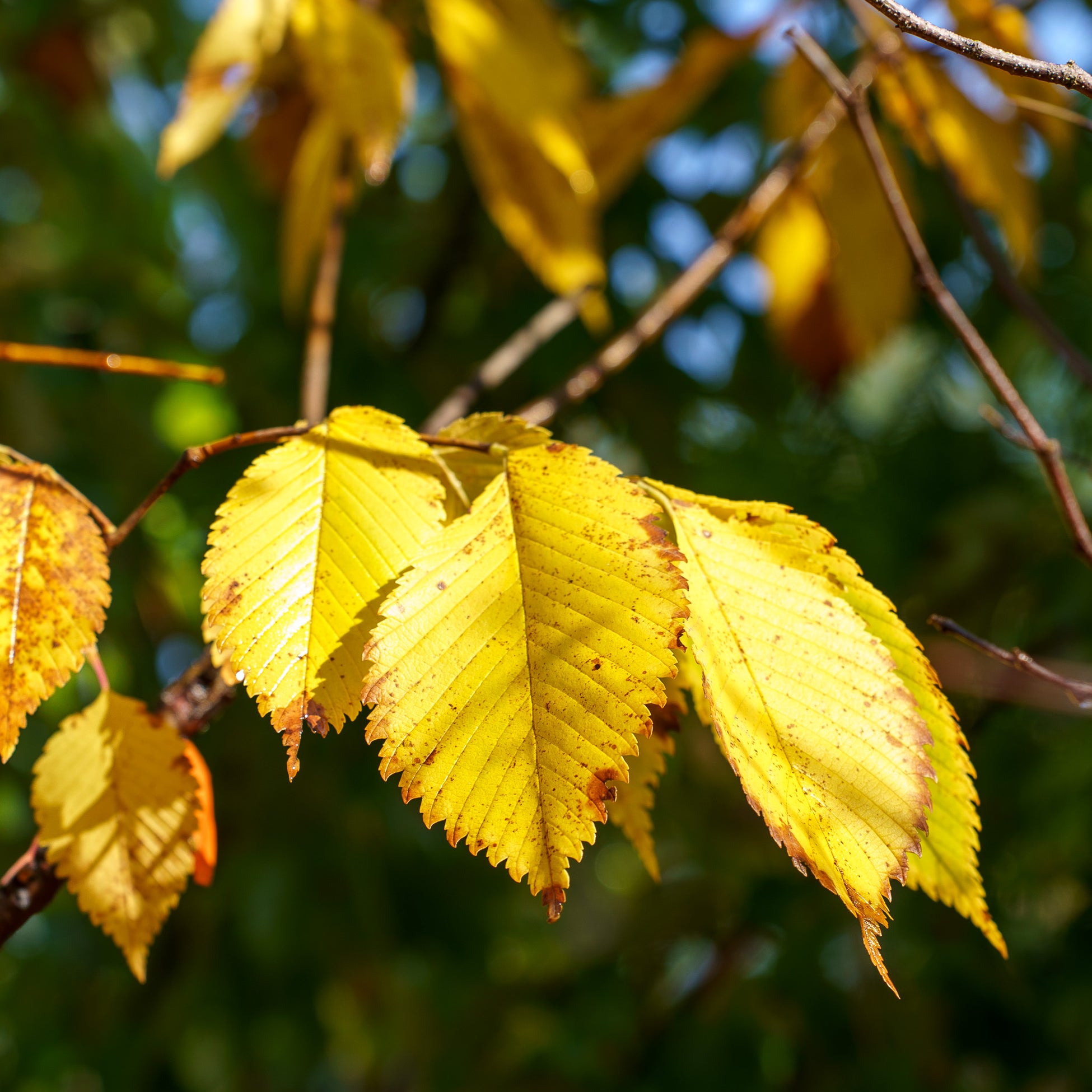 The Elm Guide – Plant Detectives