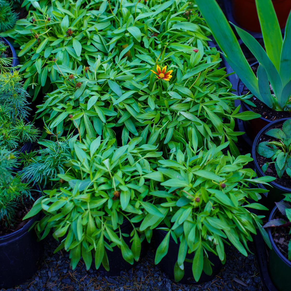 Uptick Gold & Bronze Coreopsis – Plant Detectives