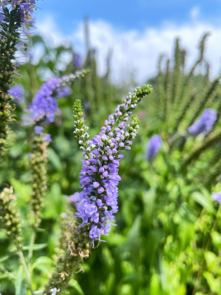 The Veronica Guide – Plant Detectives