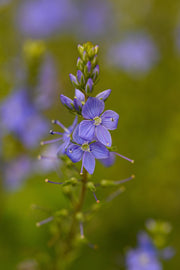 The Veronica Guide – Plant Detectives
