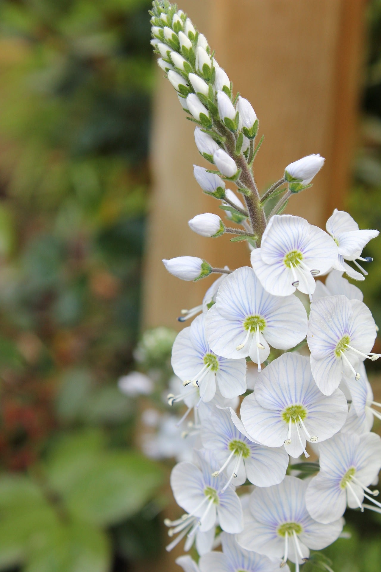The Veronica Guide – Plant Detectives
