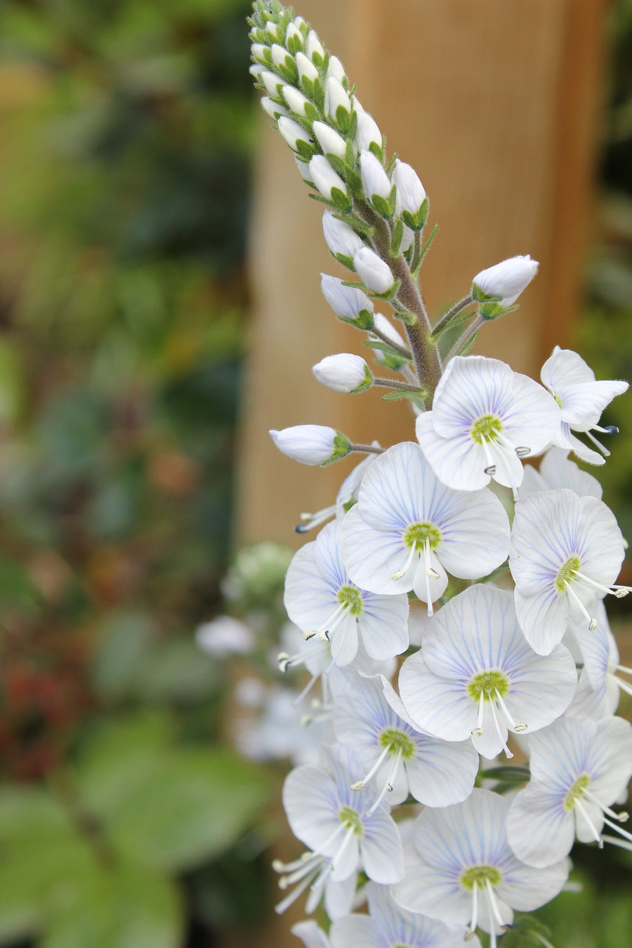 The Veronica Guide – Plant Detectives