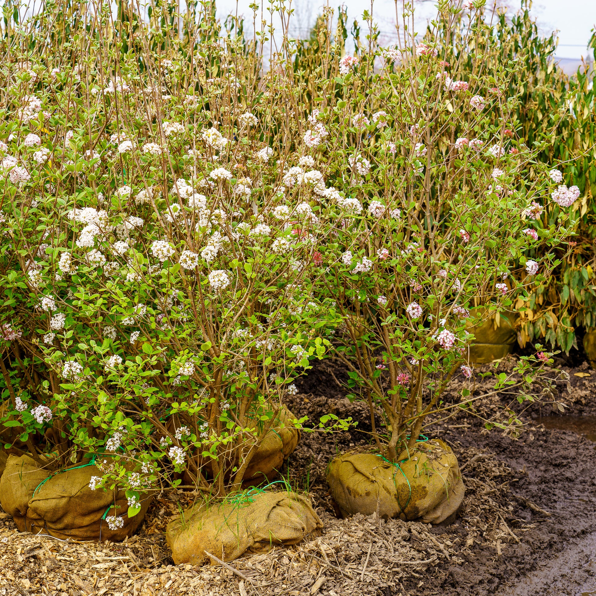 The Viburnum Guide – Plant Detectives