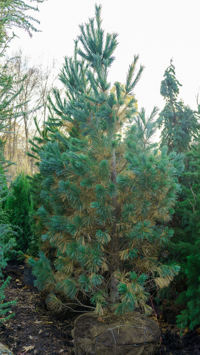Vanderwolf's Pyramid Limber Pine – Plant Detectives