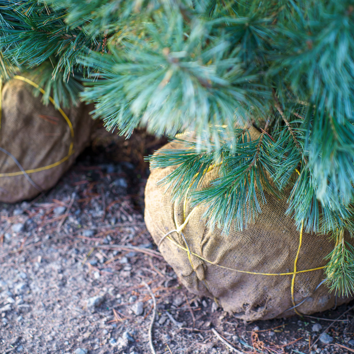 Vanderwolf's Pyramid Limber Pine – Plant Detectives