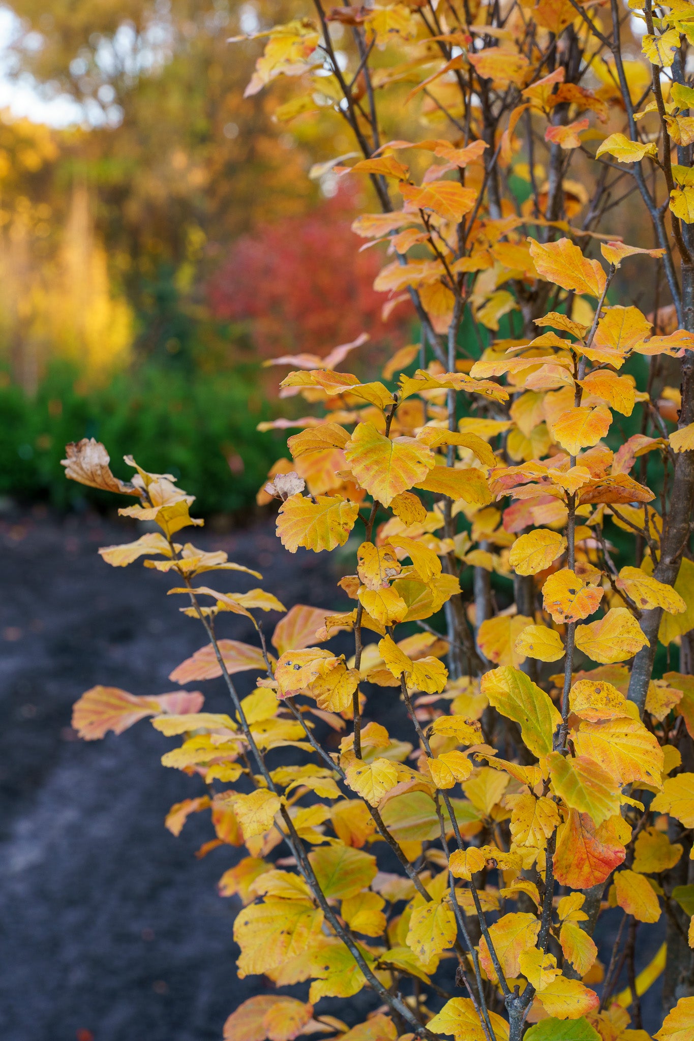 Plant of the Week - 'Vanessa' Persian Ironwood – Plant Detectives