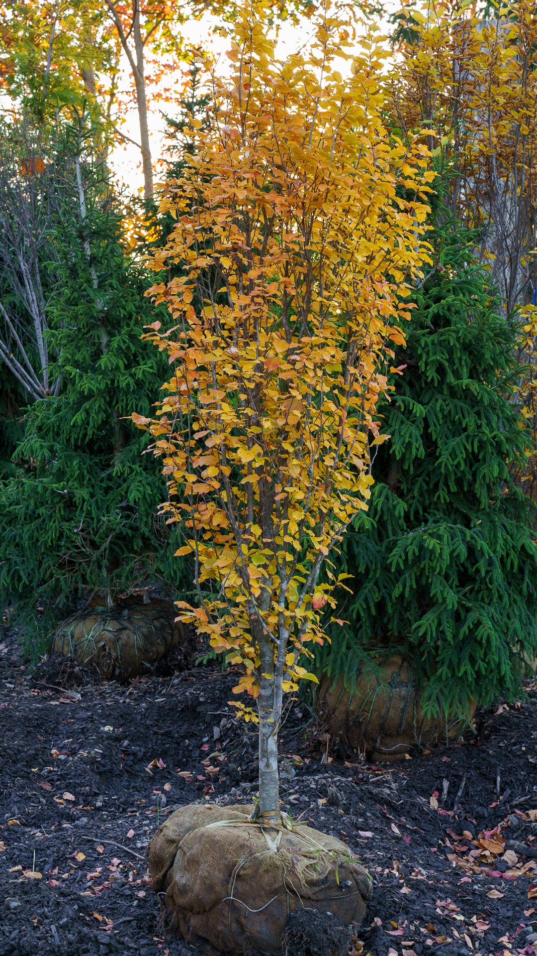 Plant of the Week - 'Vanessa' Persian Ironwood – Plant Detectives