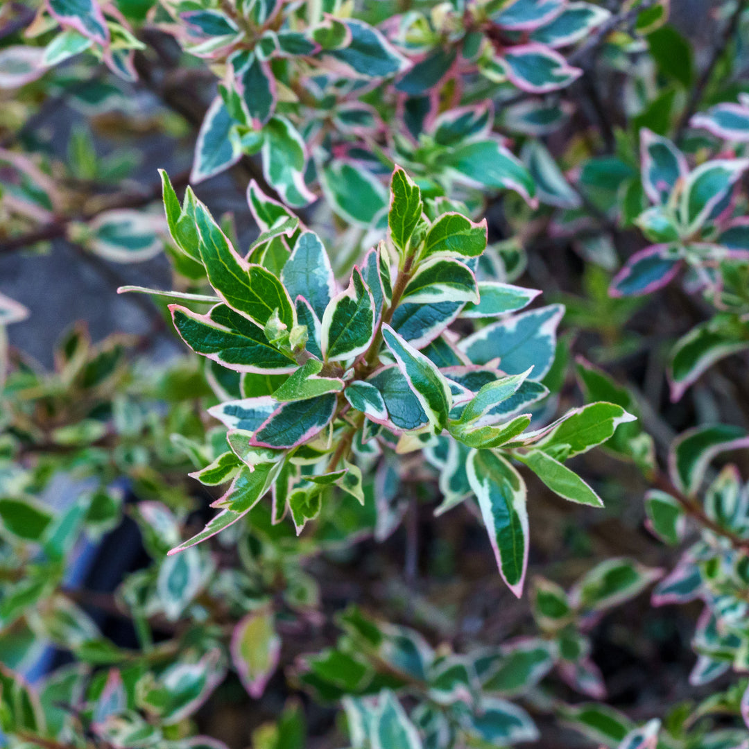 The Abelia Guide – Plant Detectives