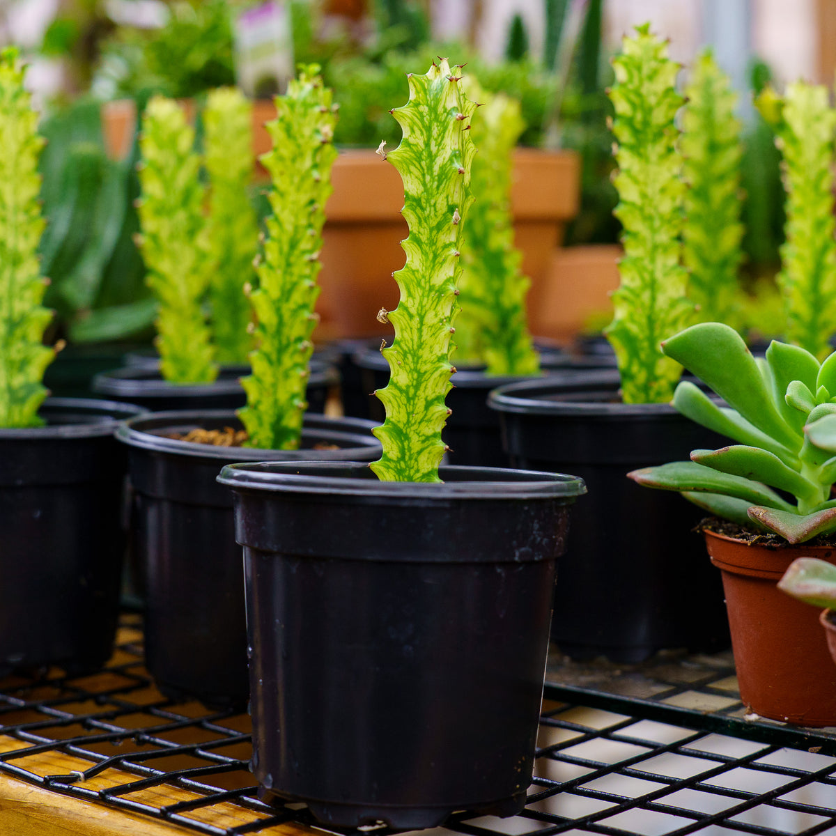 Variegated African Milk Tree – Plant Detectives