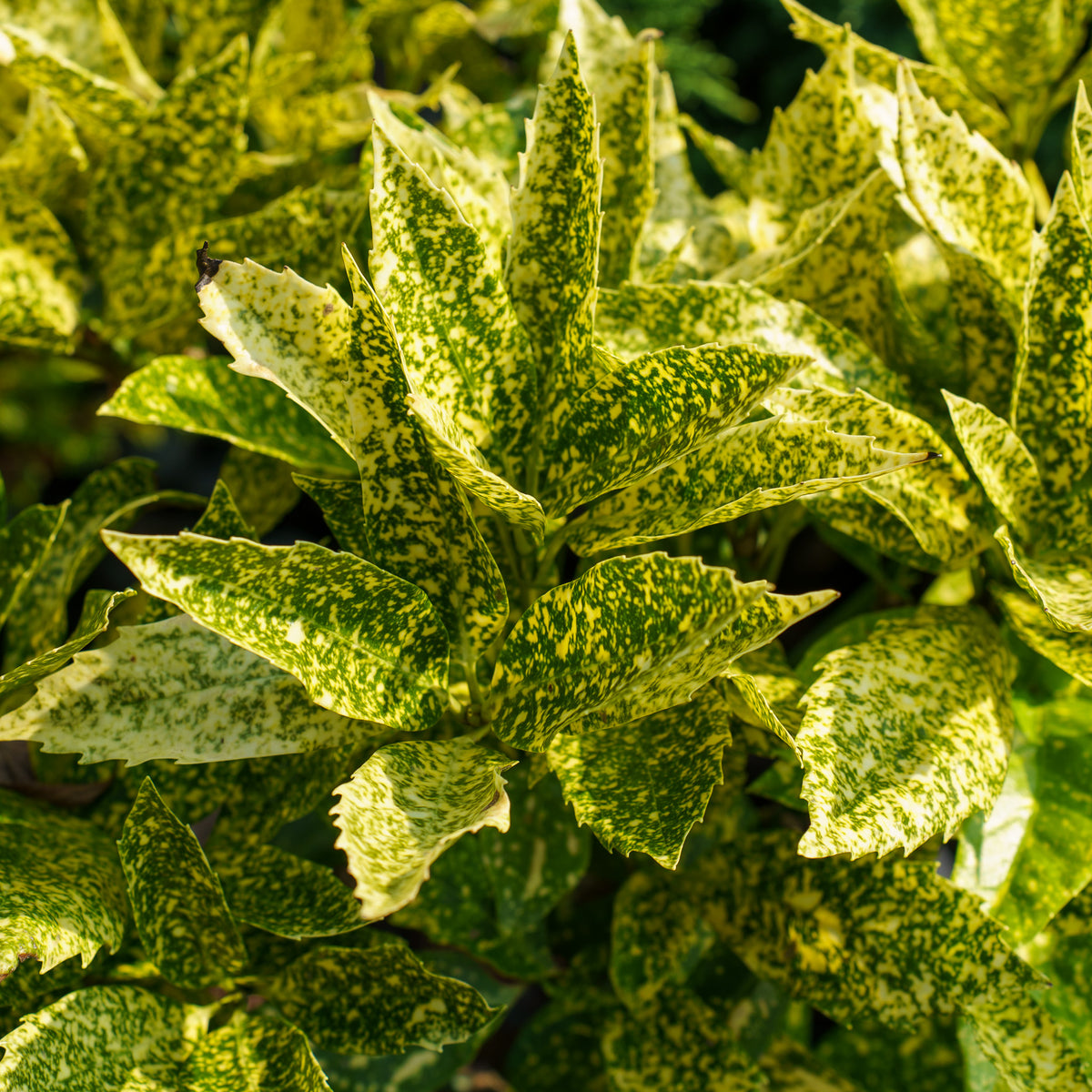 Variegated Gold Dust Aucuba (Aucuba japonica 'Variegata') – Plant ...