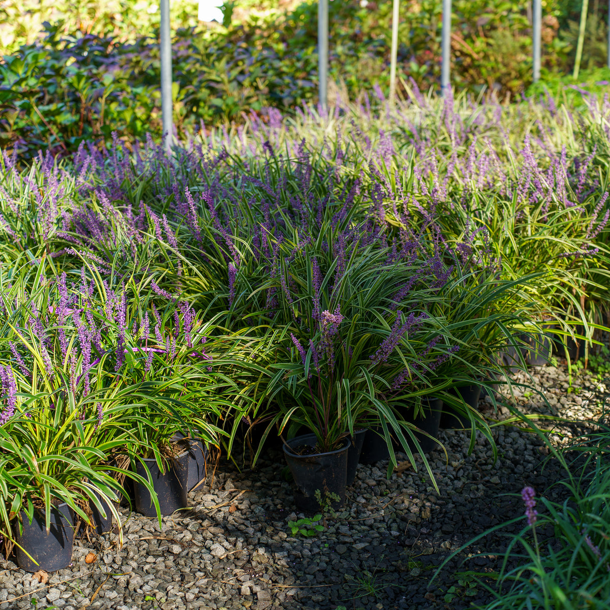 Variegated Lilyturf – Plant Detectives