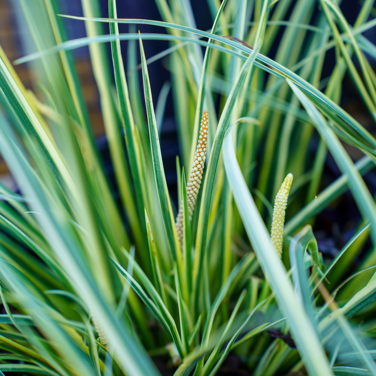 Variegated Japanese Sweet Flag – Plant Detectives