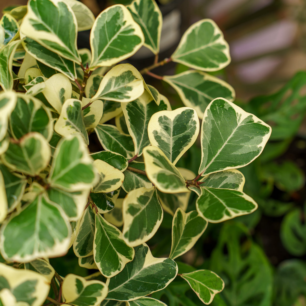 Variegated Triangle Fig – Plant Detectives