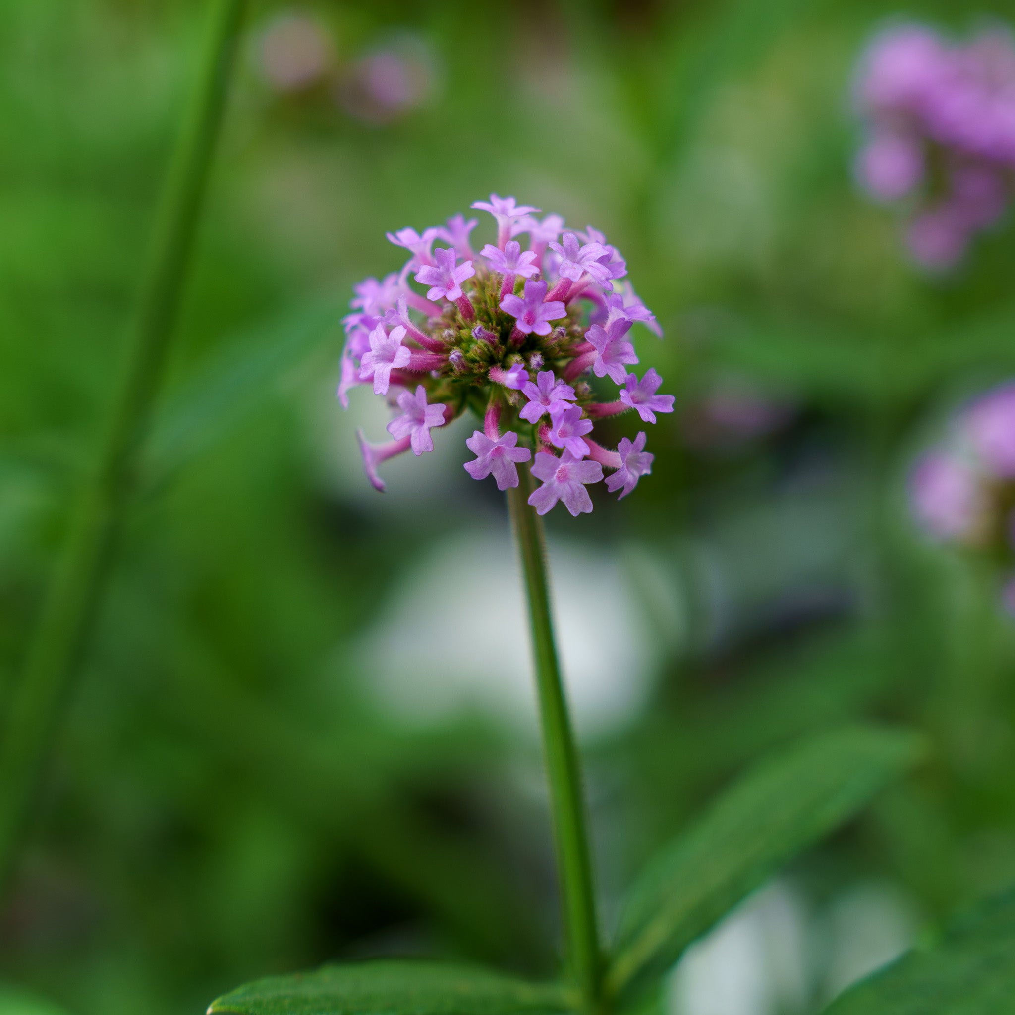 The Verbena Guide – Plant Detectives
