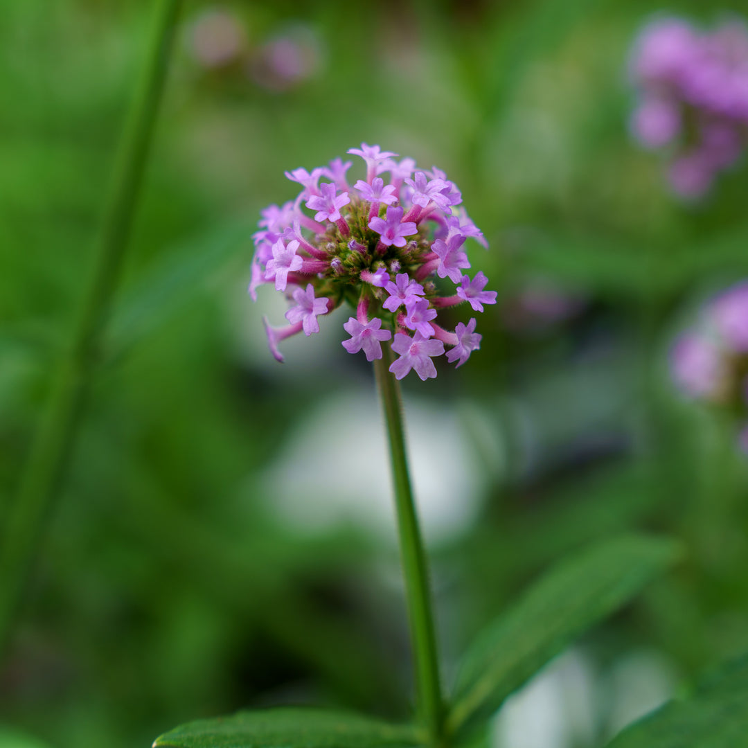 The Verbena Guide – Plant Detectives