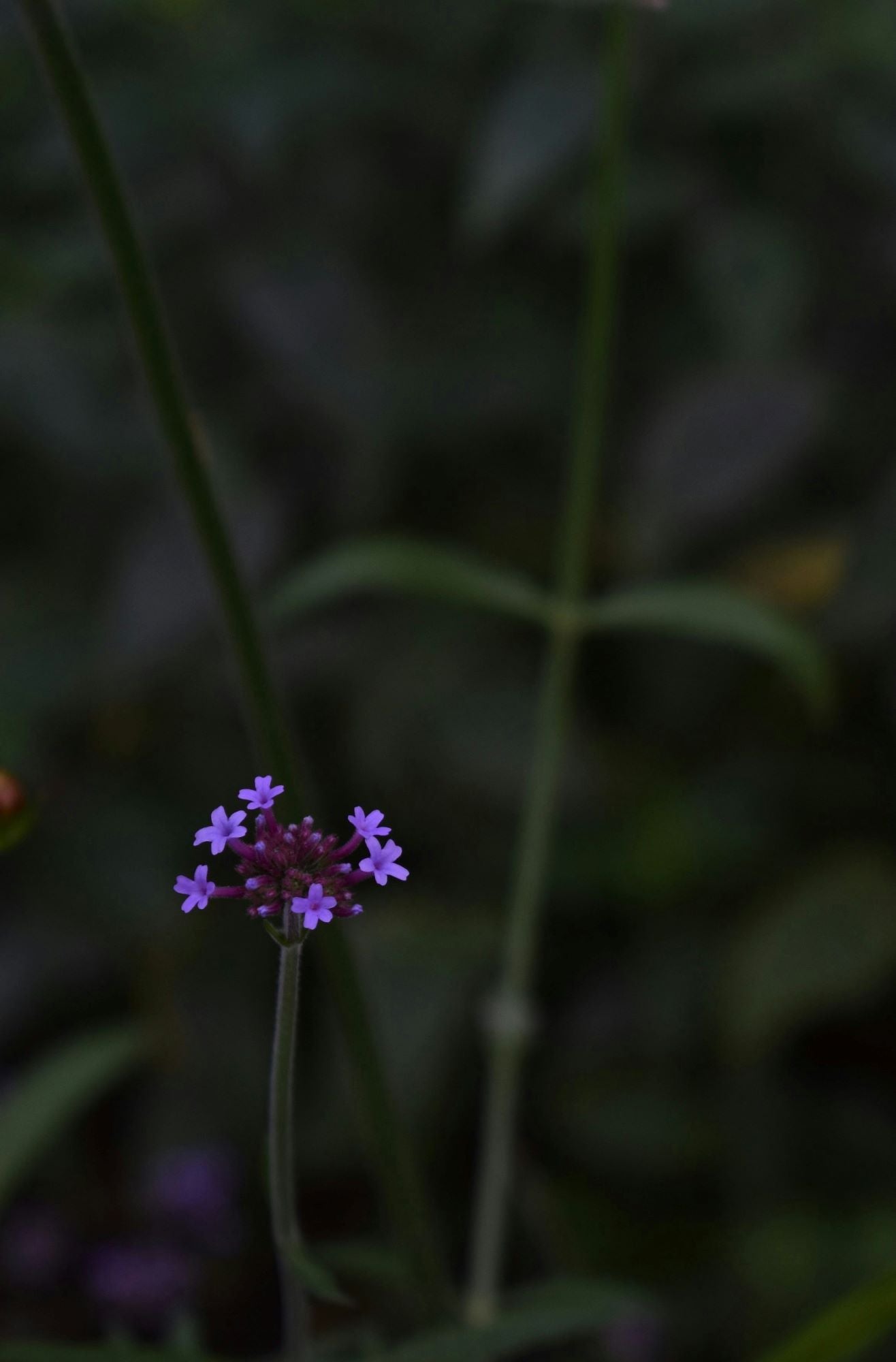 The Verbena Guide – Plant Detectives