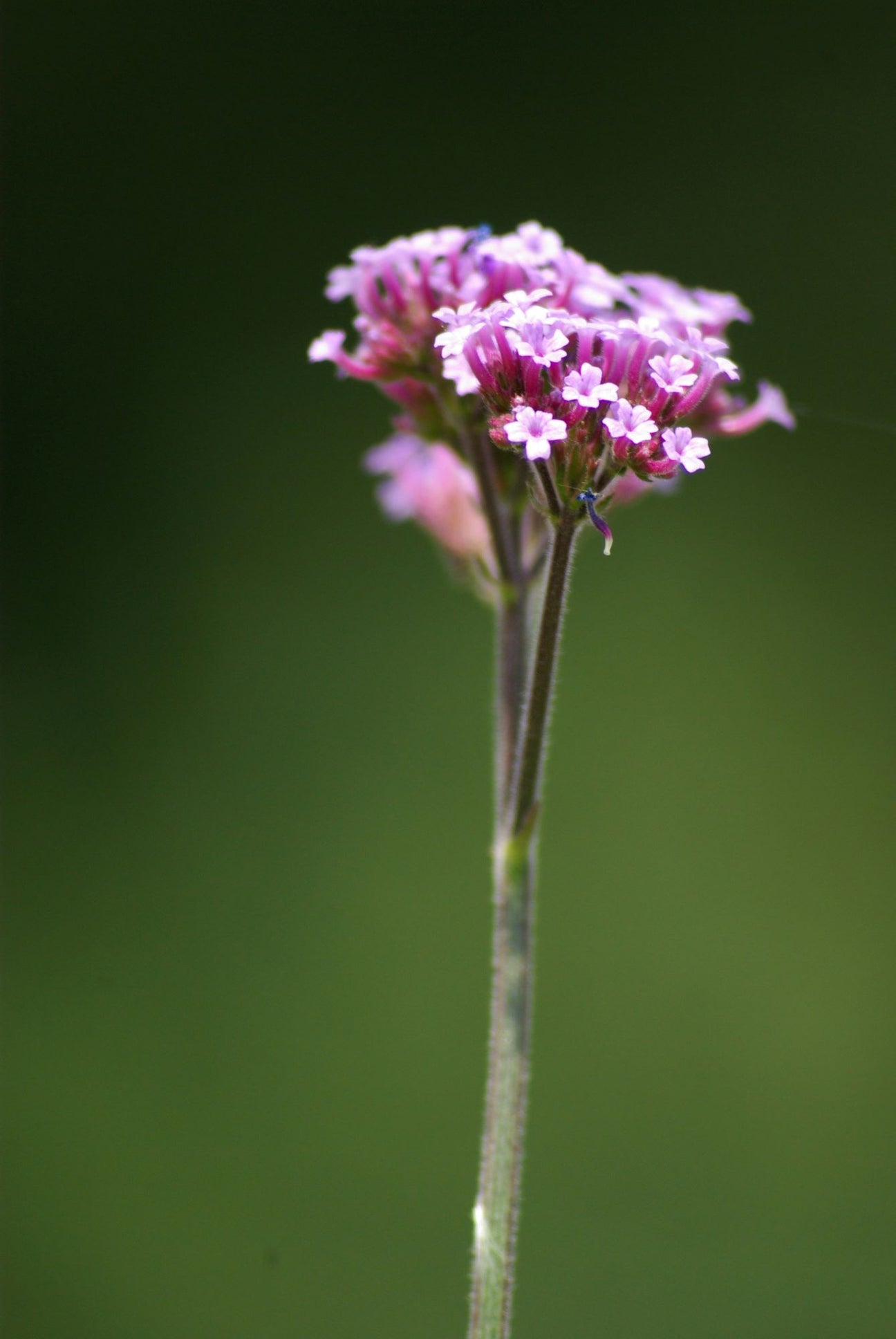 The Verbena Guide – Plant Detectives