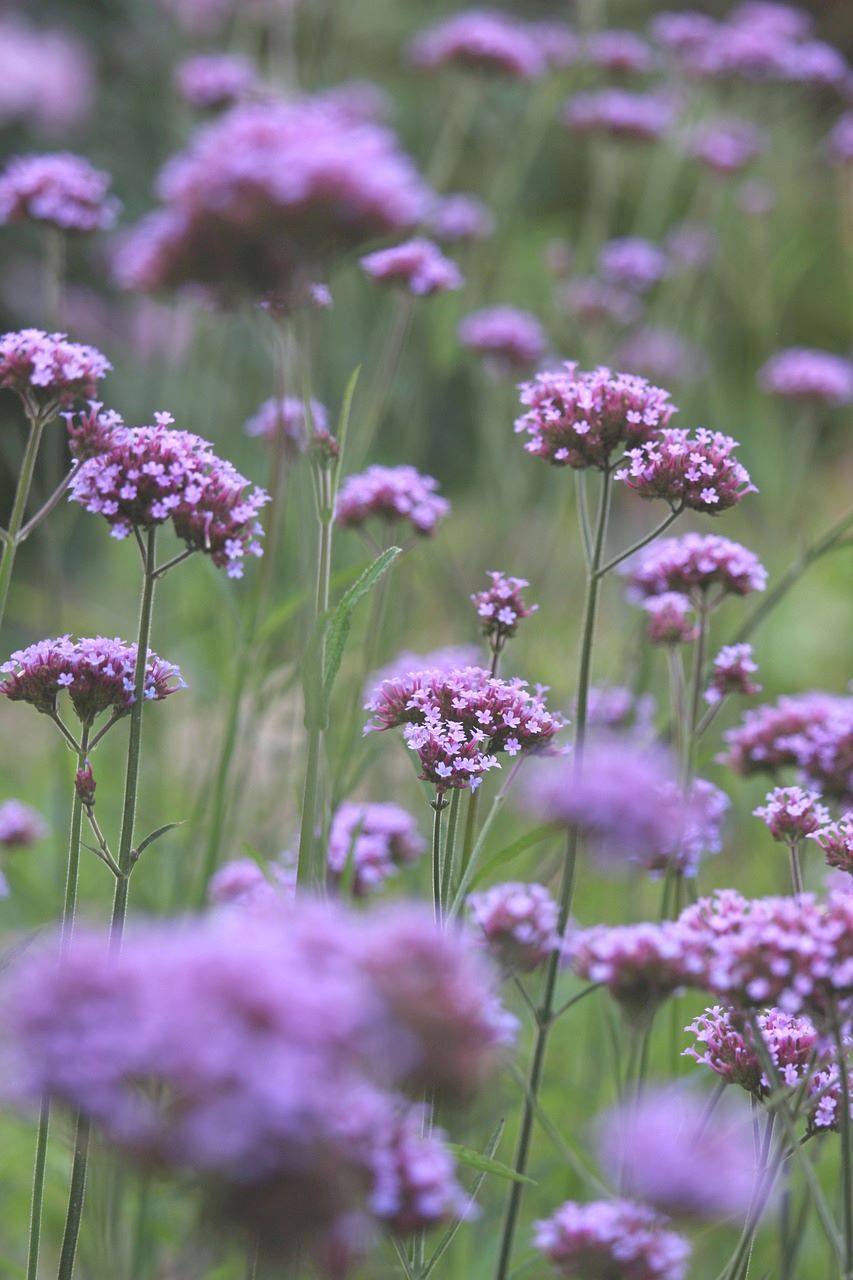 The Verbena Guide – Plant Detectives