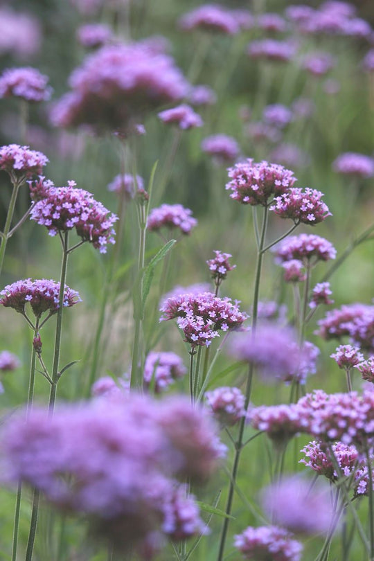 The Verbena Guide – Plant Detectives