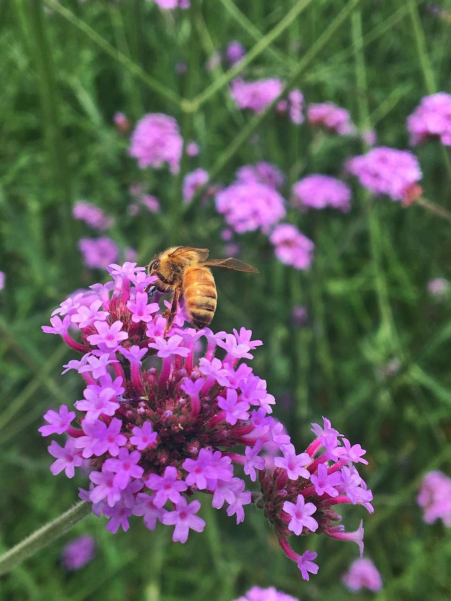 The Verbena Guide – Plant Detectives