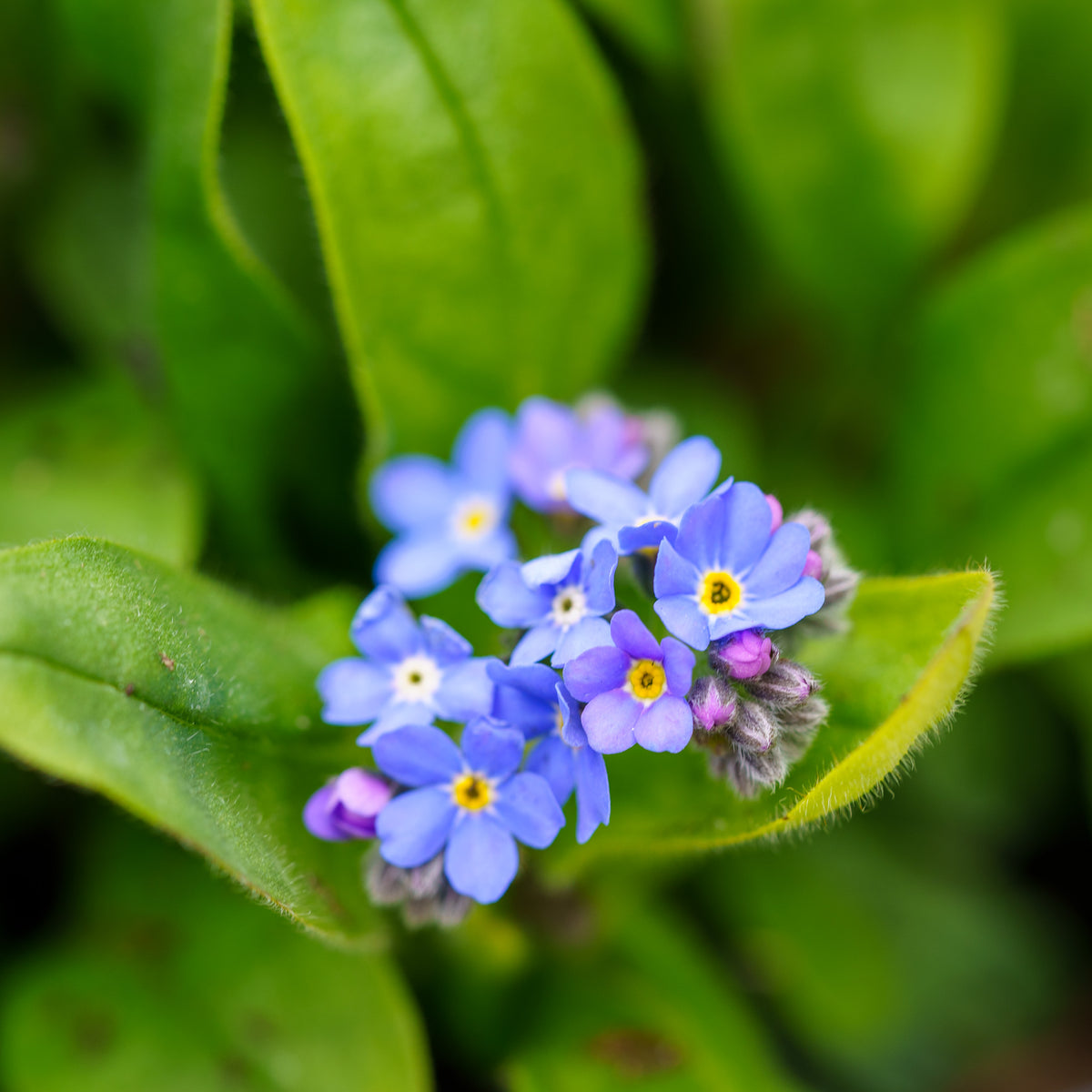 Victoria Blue Forget-Me-Not – Plant Detectives