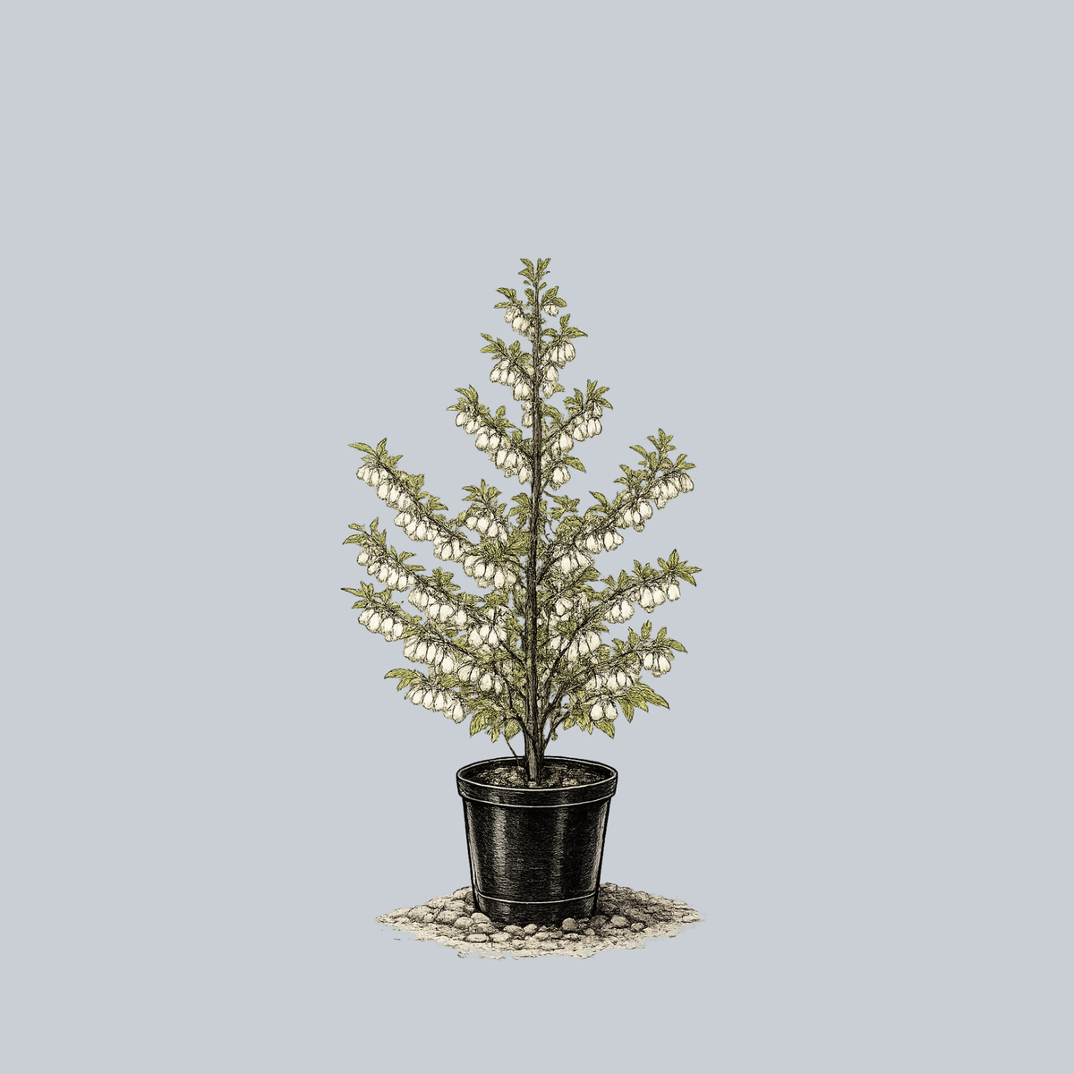 Wedding Bells Carolina Silverbell – Plant Detectives