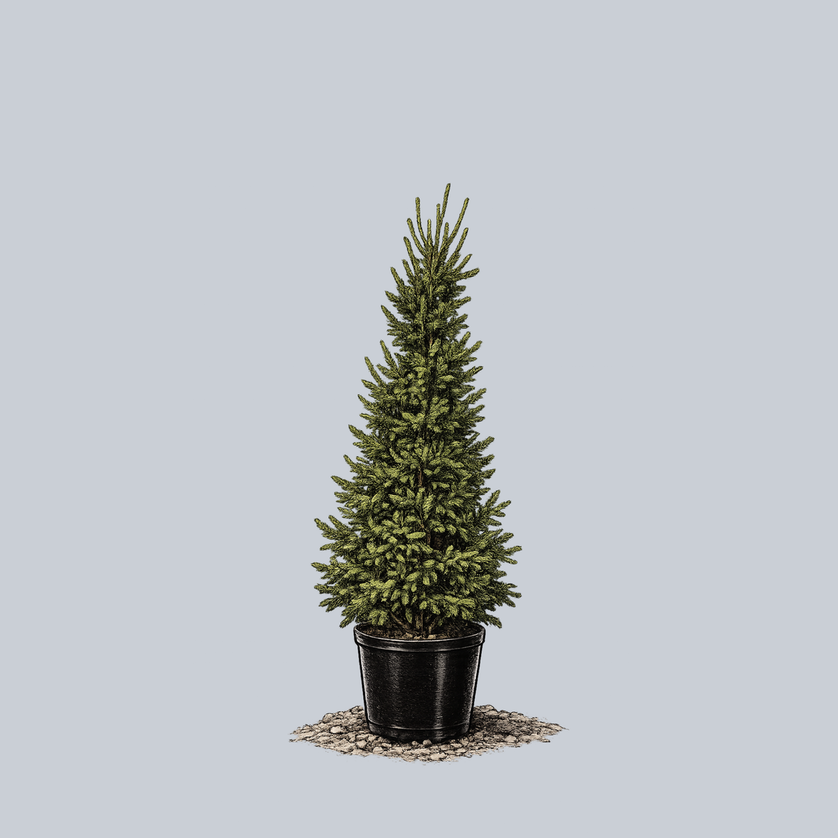 Wellspire Black Spruce – Plant Detectives