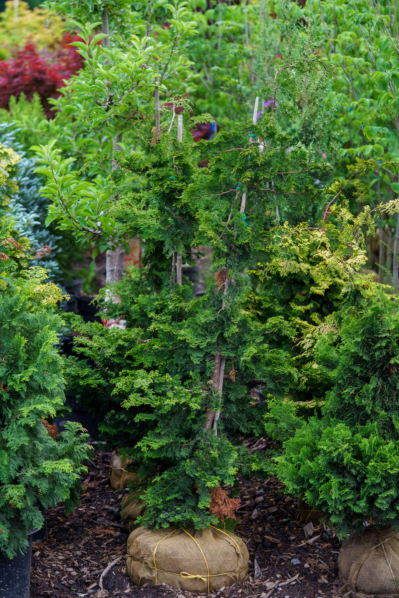 Wells Special Hinoki Cypress – Plant Detectives