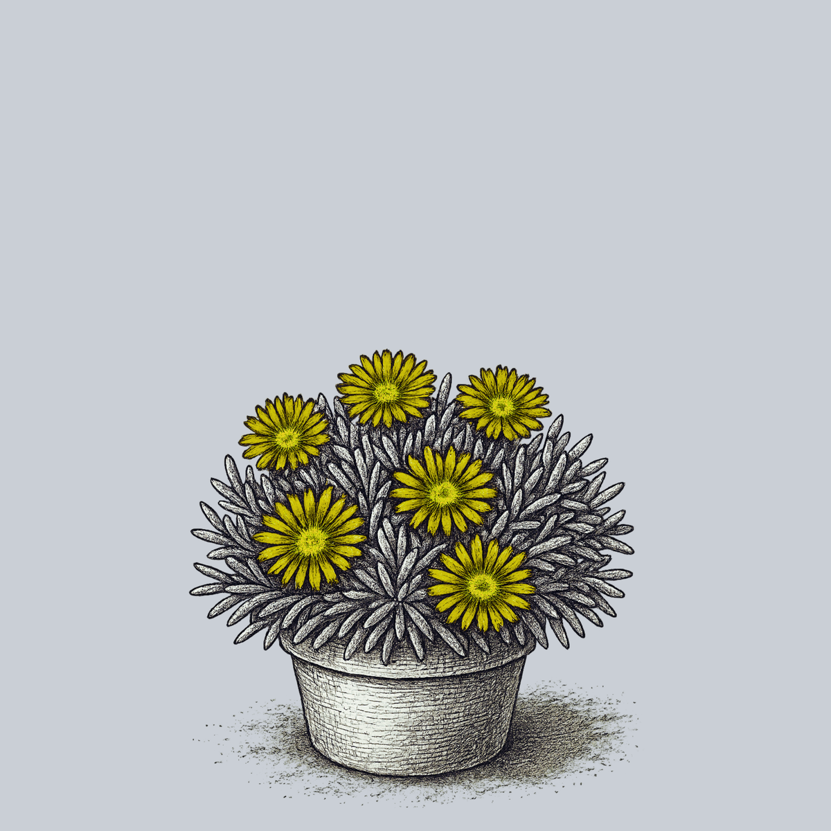 Wheels of Wonder Golden Wonder Ice Plant – Plant Detectives