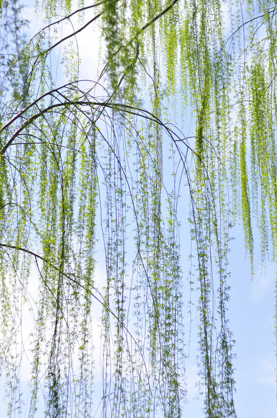 The Willow Guide – Plant Detectives