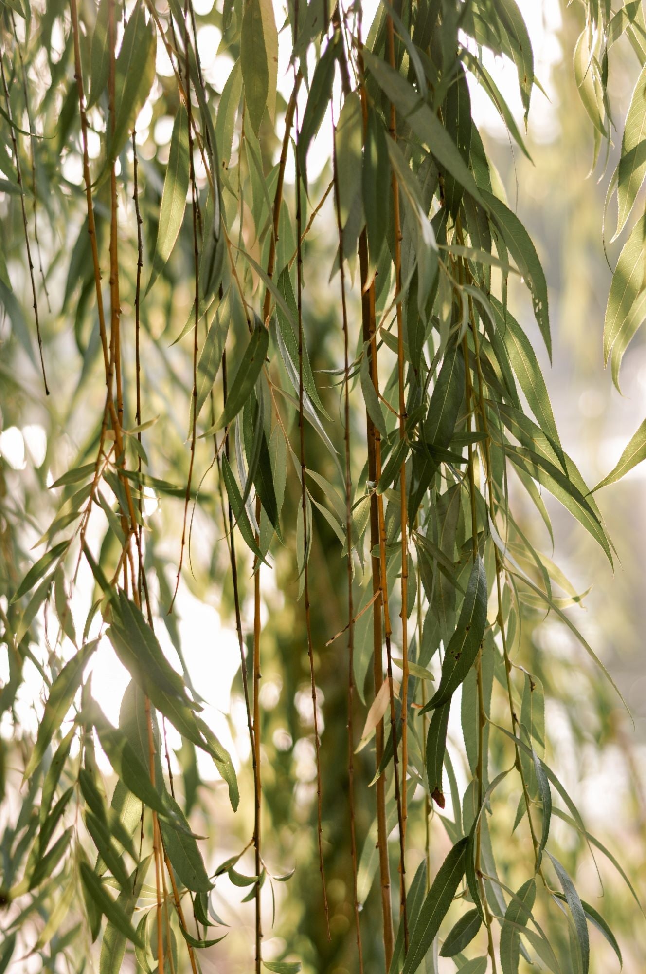 Willow (Salix) – Plant Detectives