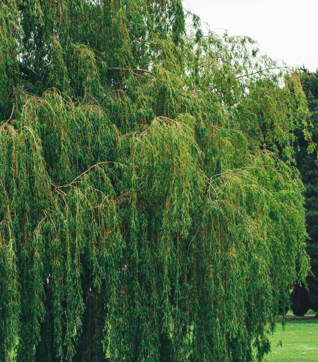 The Willow Guide – Plant Detectives