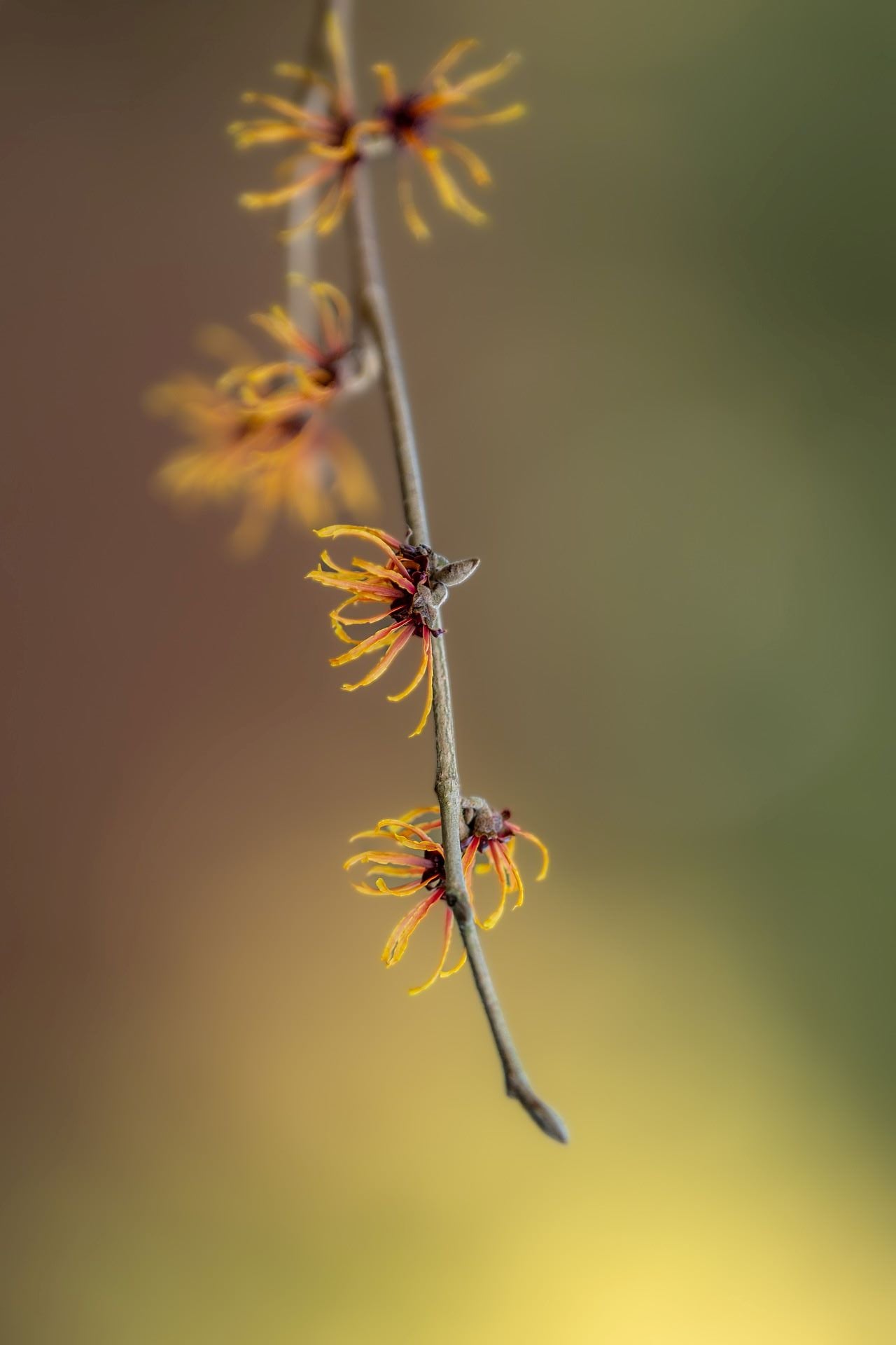 The Witch Hazel Guide – Plant Detectives