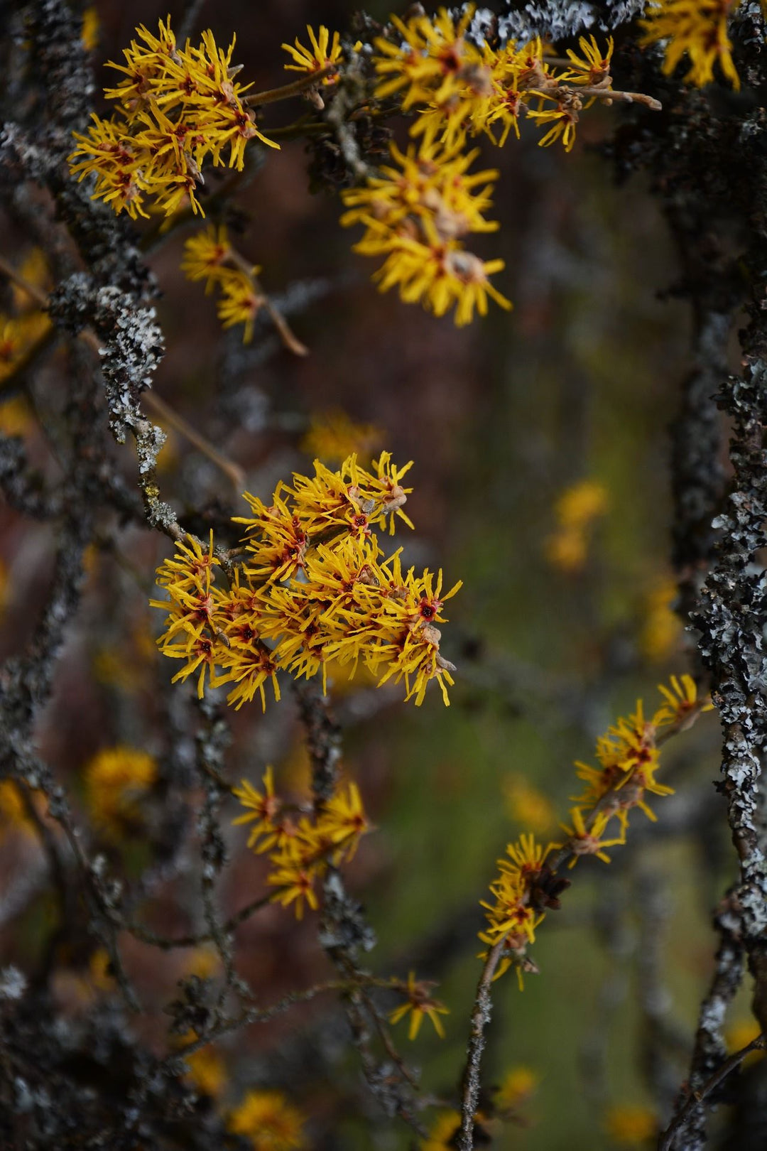 The Witch Hazel Guide – Plant Detectives