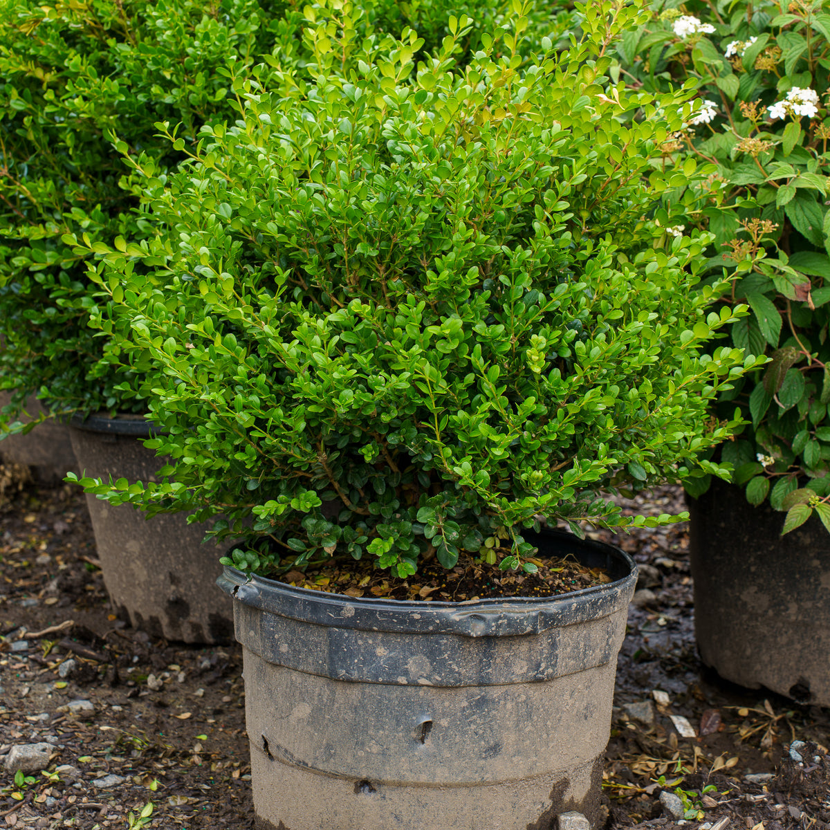 Wintergreen Boxwood – Plant Detectives