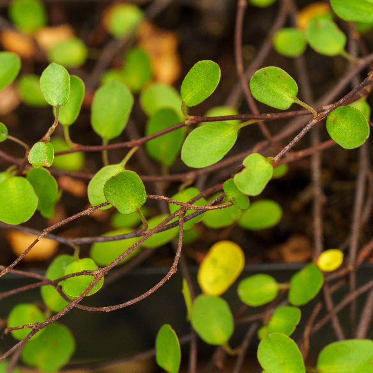 Maidenhair Vine – Plant Detectives