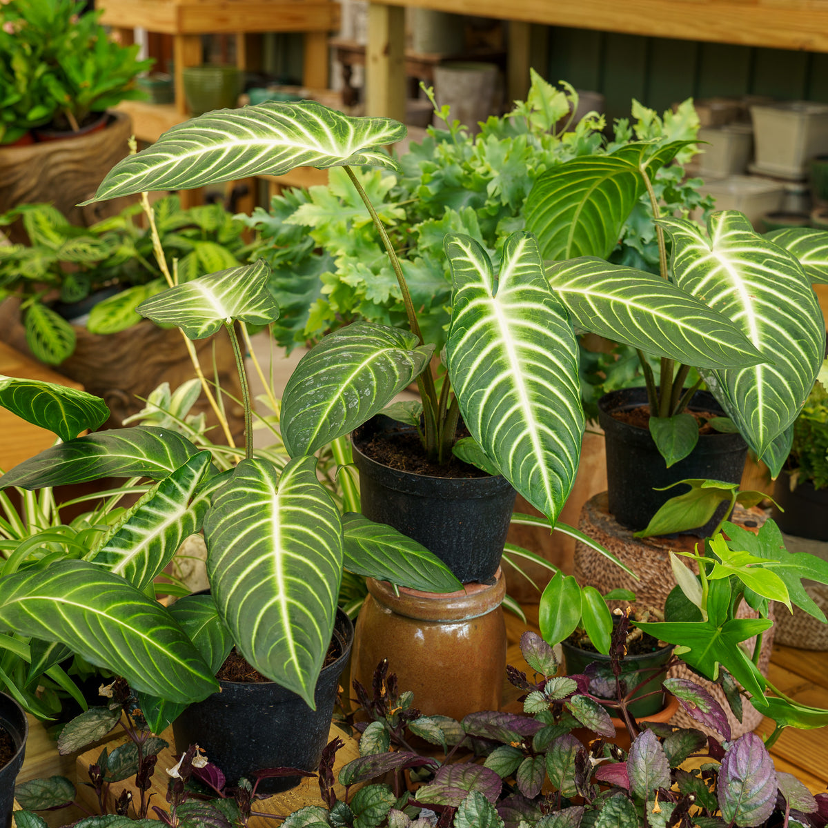 Magnificent Phyllotaenium – Plant Detectives