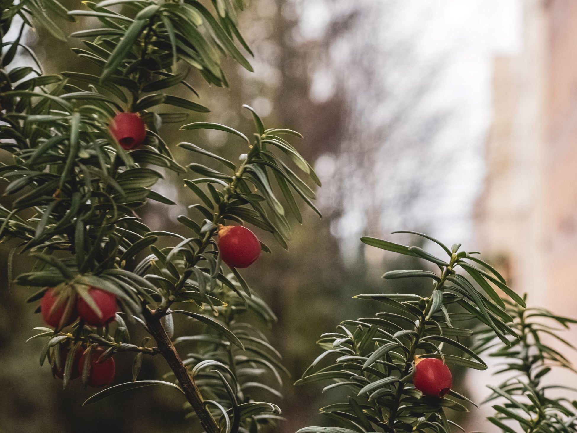 The Yew Guide – Plant Detectives