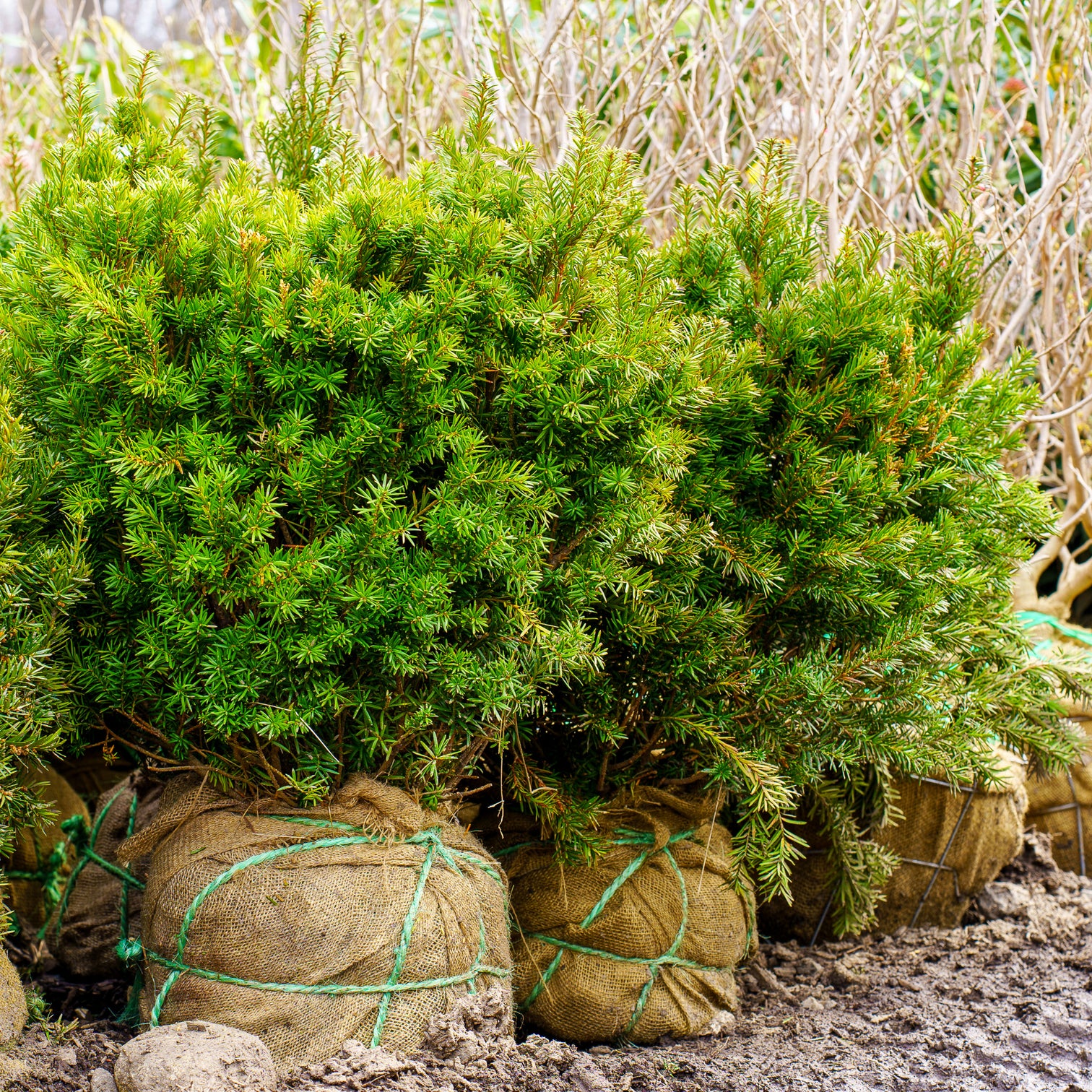 The Yew Guide – Plant Detectives