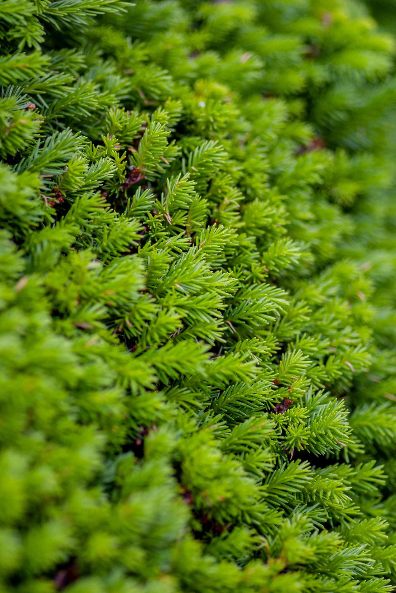 The Yew Guide – Plant Detectives