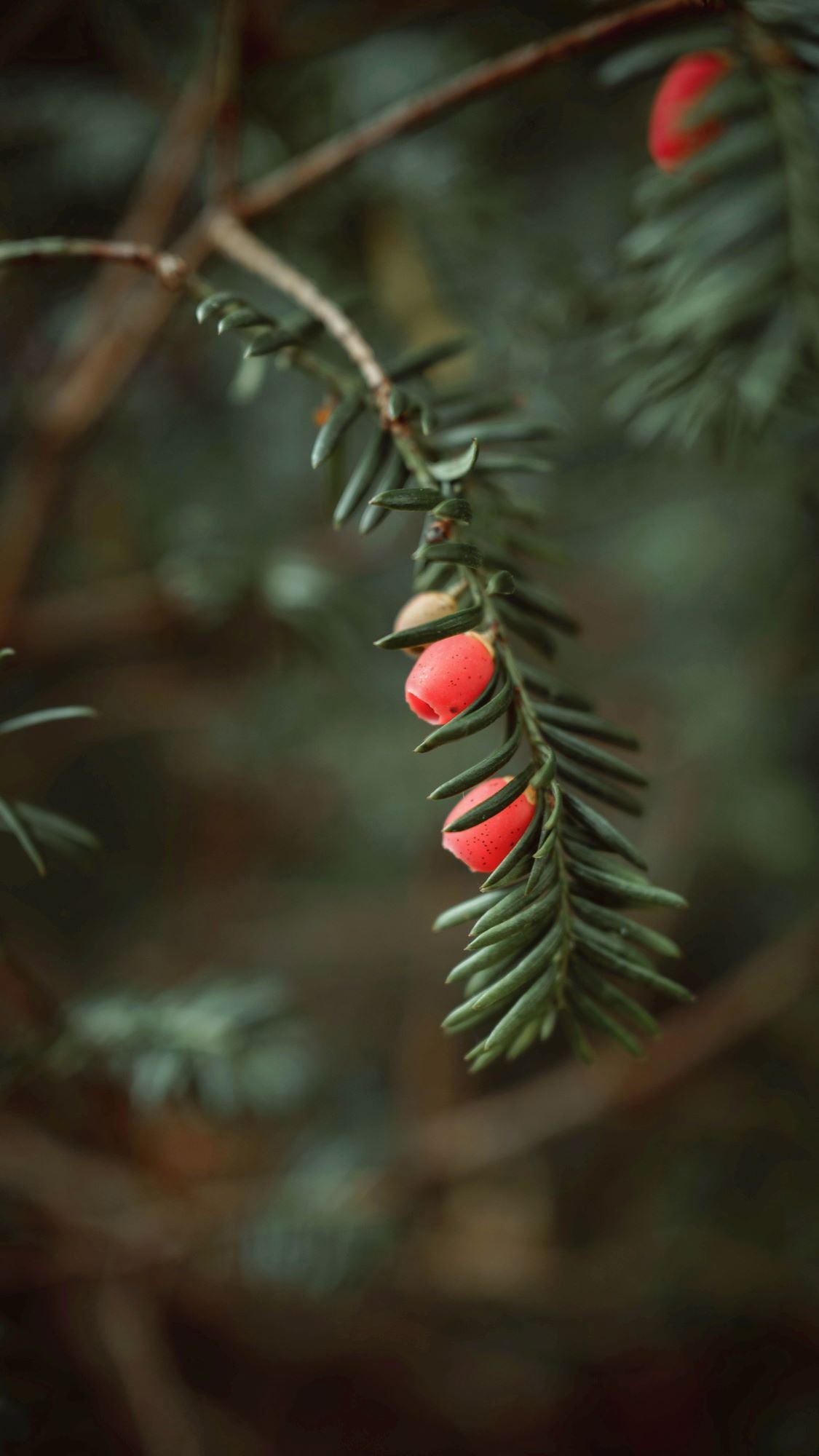 The Yew Guide – Plant Detectives