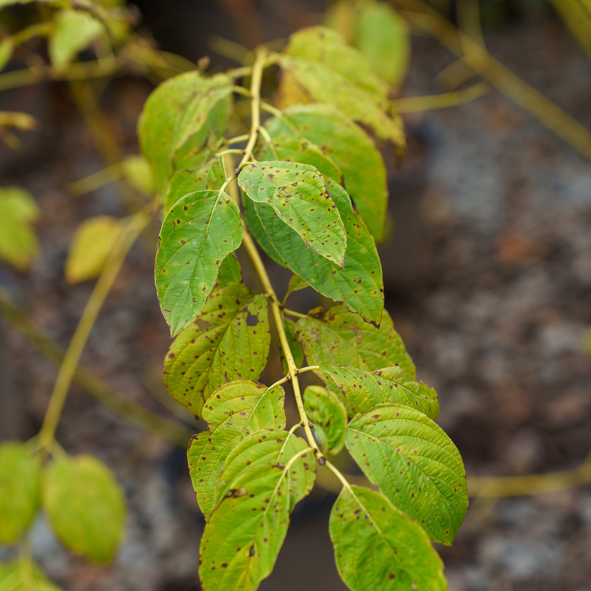 Yellow Twig Dogwood – Plant Detectives