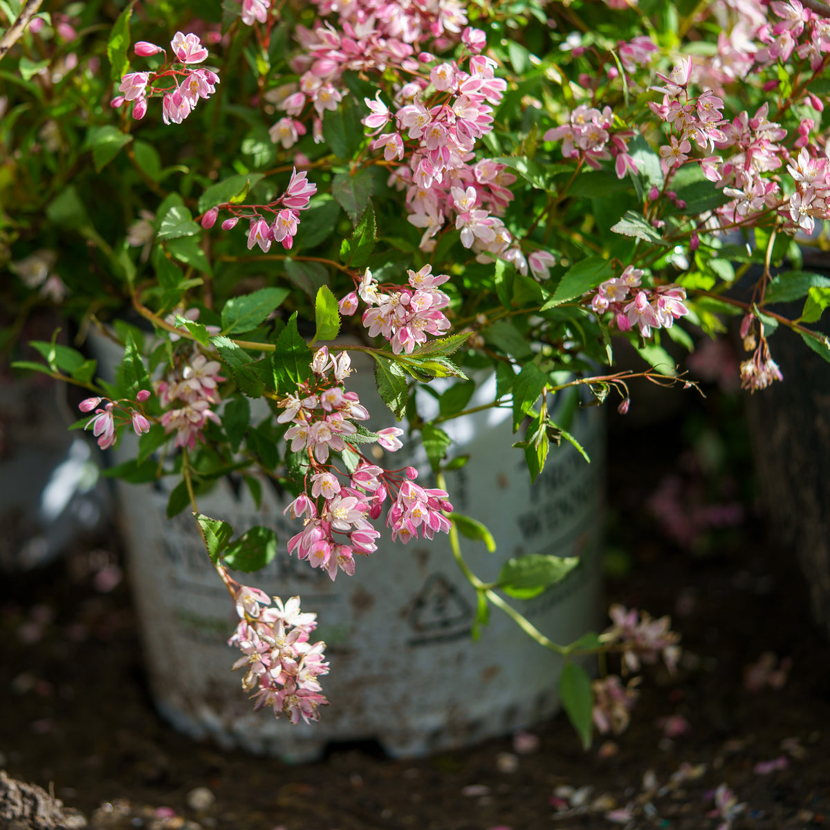 Yuki Cherry Blossom Deutzia Plant Detectives