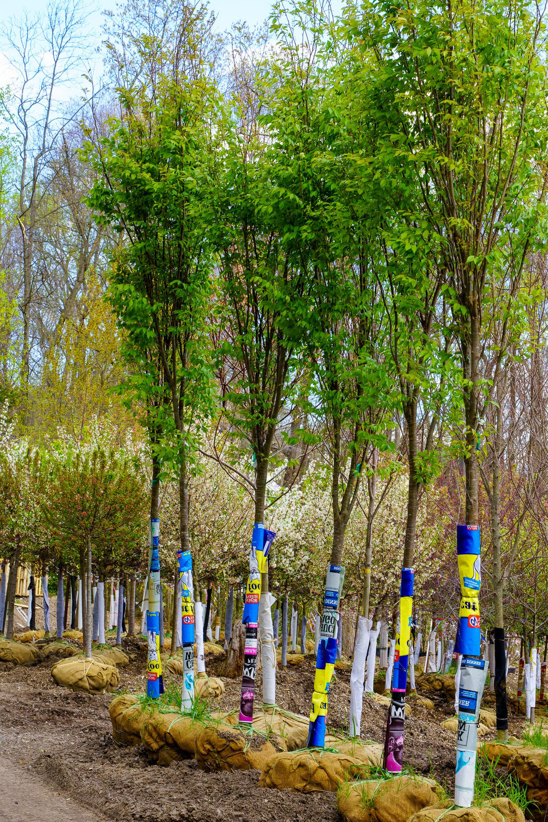 The Zelkova Guide – Plant Detectives